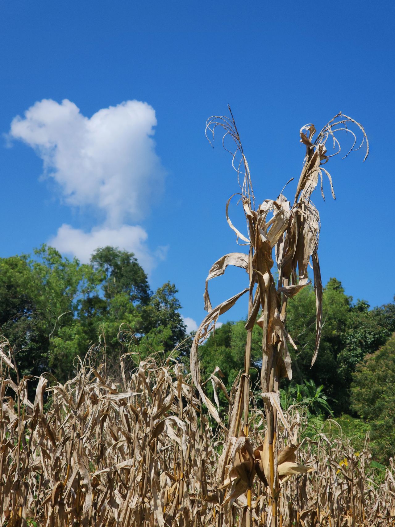 Accend projects: Enable Earth